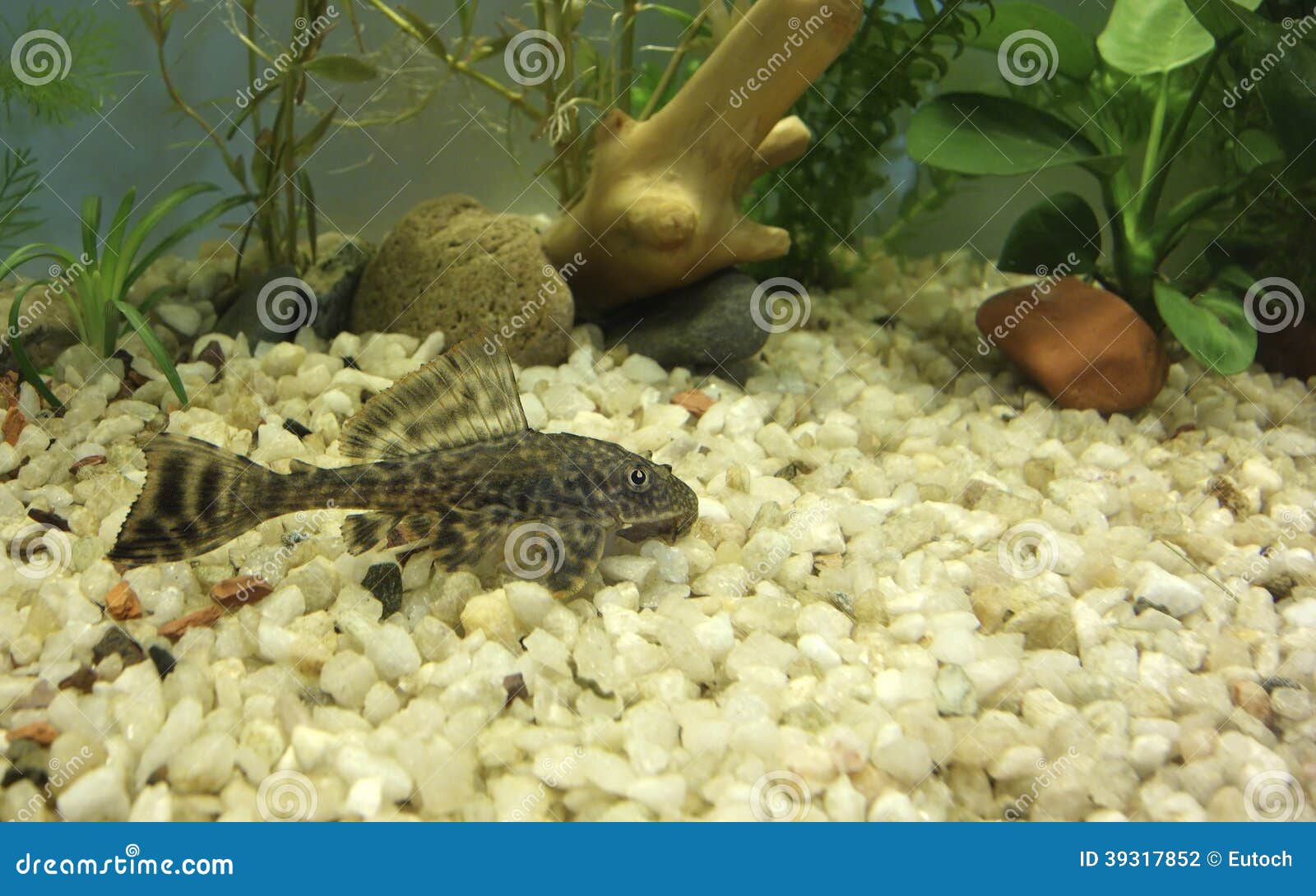 Bottom Dweller Suckermouth Tiger Catfish Also Known As Common Pleco A ...