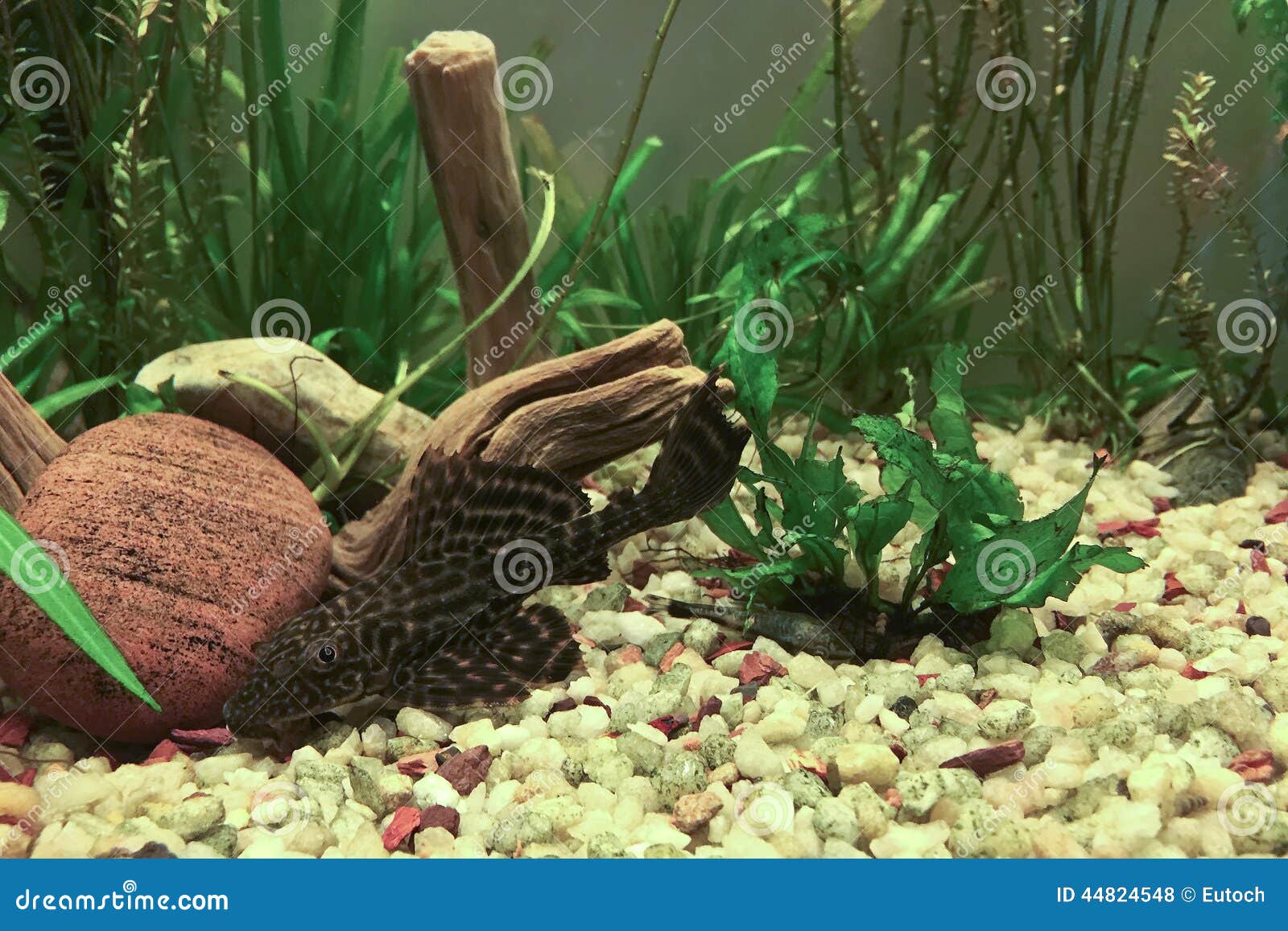 Algae Sucker Fish stock photo. Image of plecostomus, pebbles - 44824548