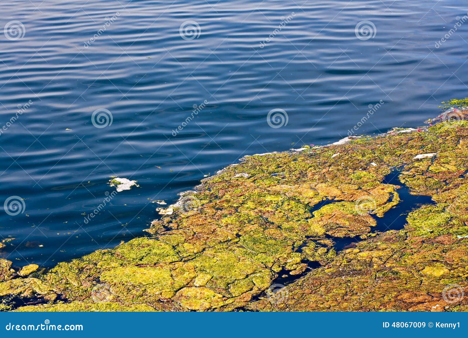 Algae on the Surface of a Lake Stock Image - Image of green, nature ...