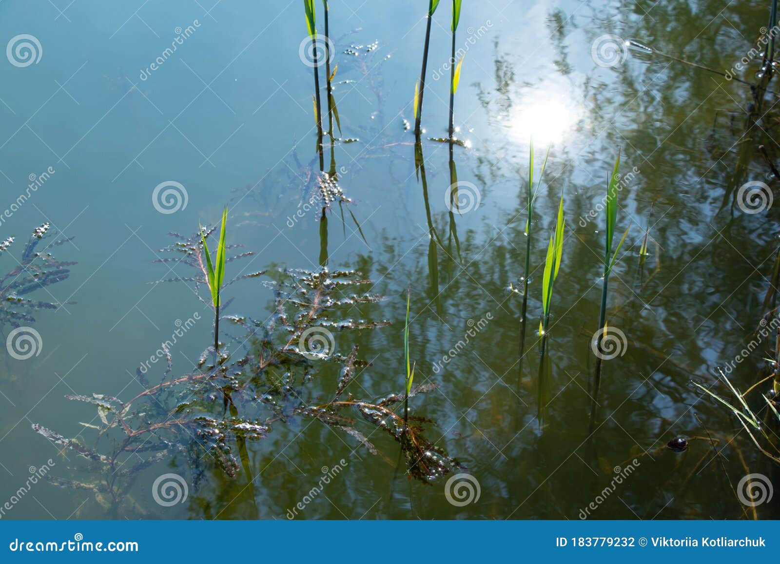 Algae on the Surface of River Water As a Background Stock Photo - Image ...