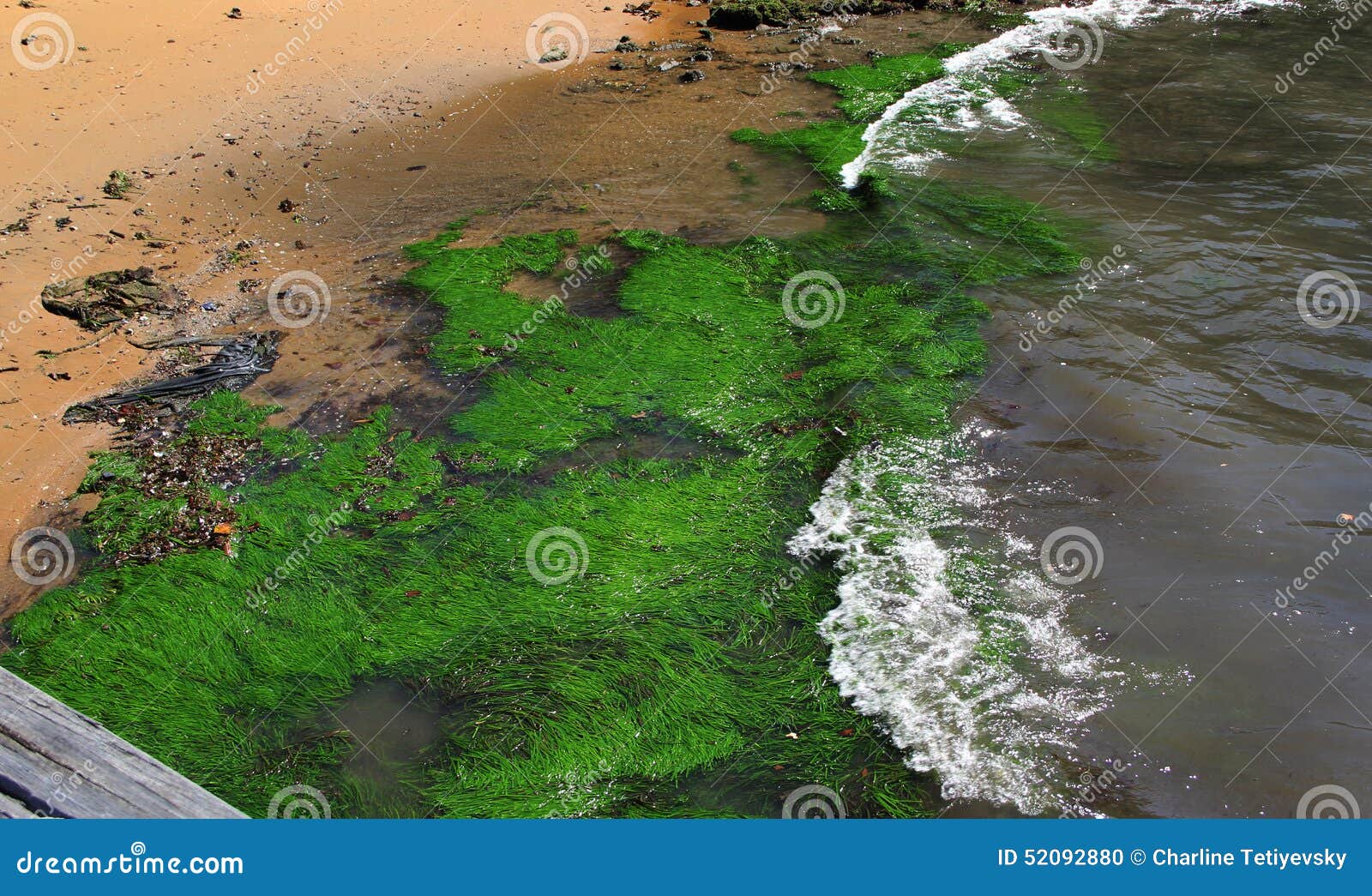 Algae in the Sydney Harbour Stock Photo - Image of sydney, water: 52092880