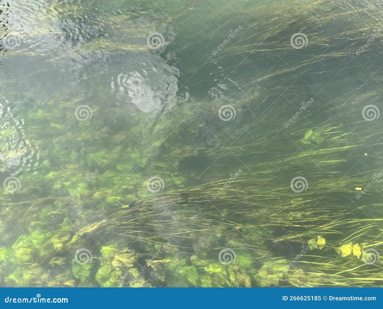 Algae Textra Water with Algae Flow Pure Water Stock Image - Image of ...
