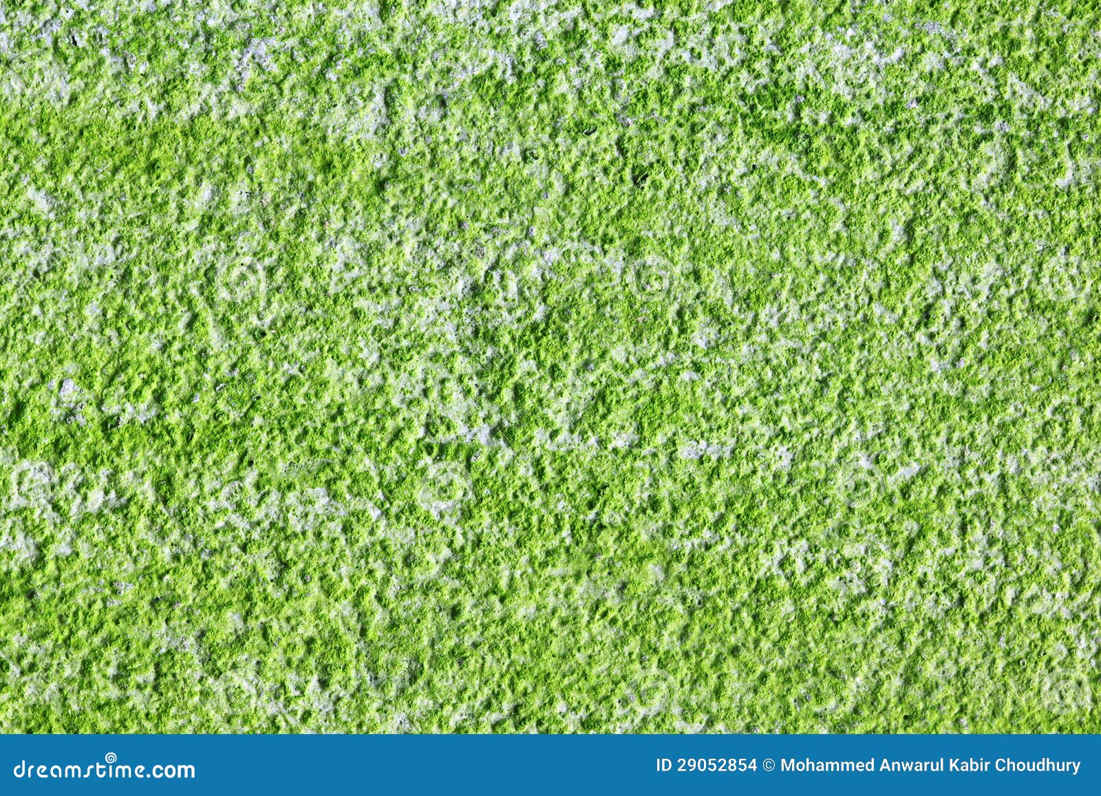 Algae Texture Royalty-Free Stock Photo | CartoonDealer.com #91819395