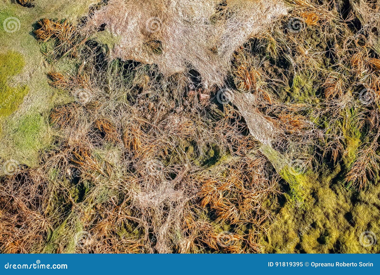 Algae Texture Royalty-Free Stock Photo | CartoonDealer.com #91819395