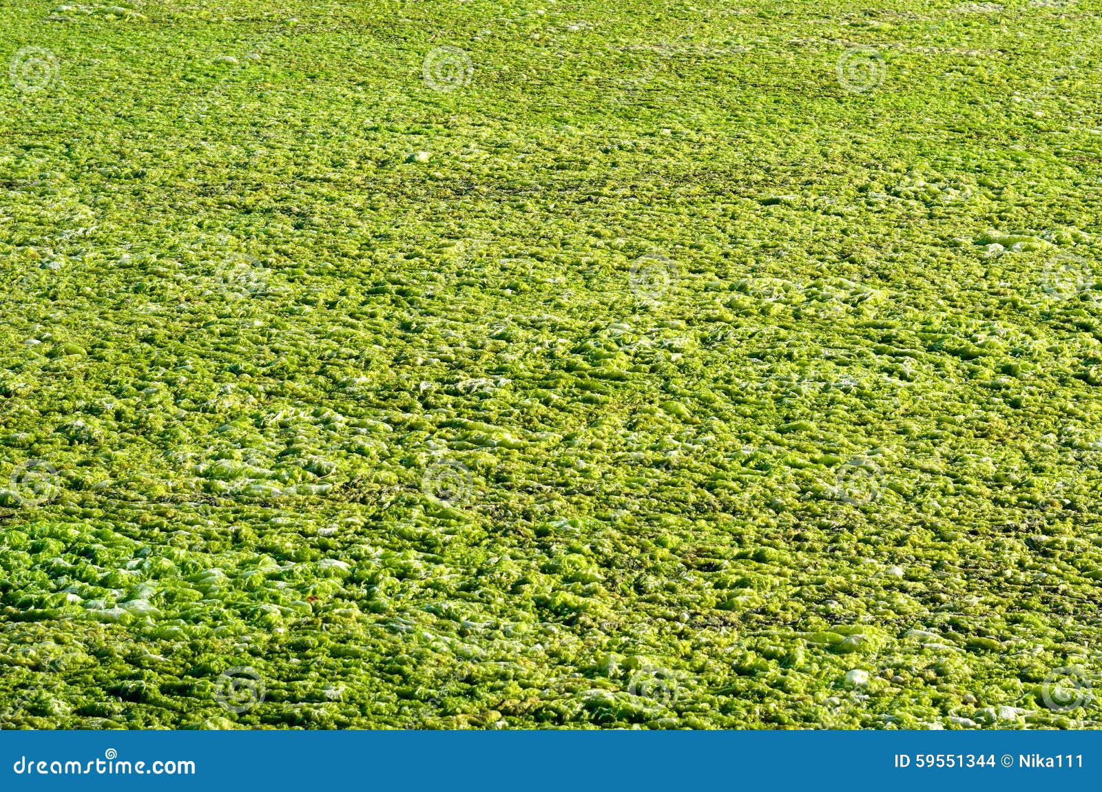 Algae texture background stock photo. Image of biology - 59551344