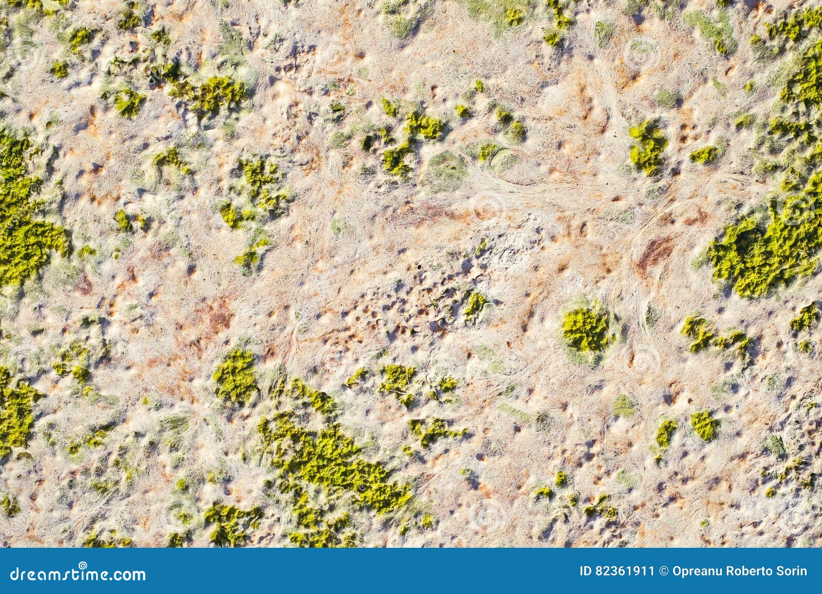 Algae texture on beach stock image. Image of coastal - 82361911