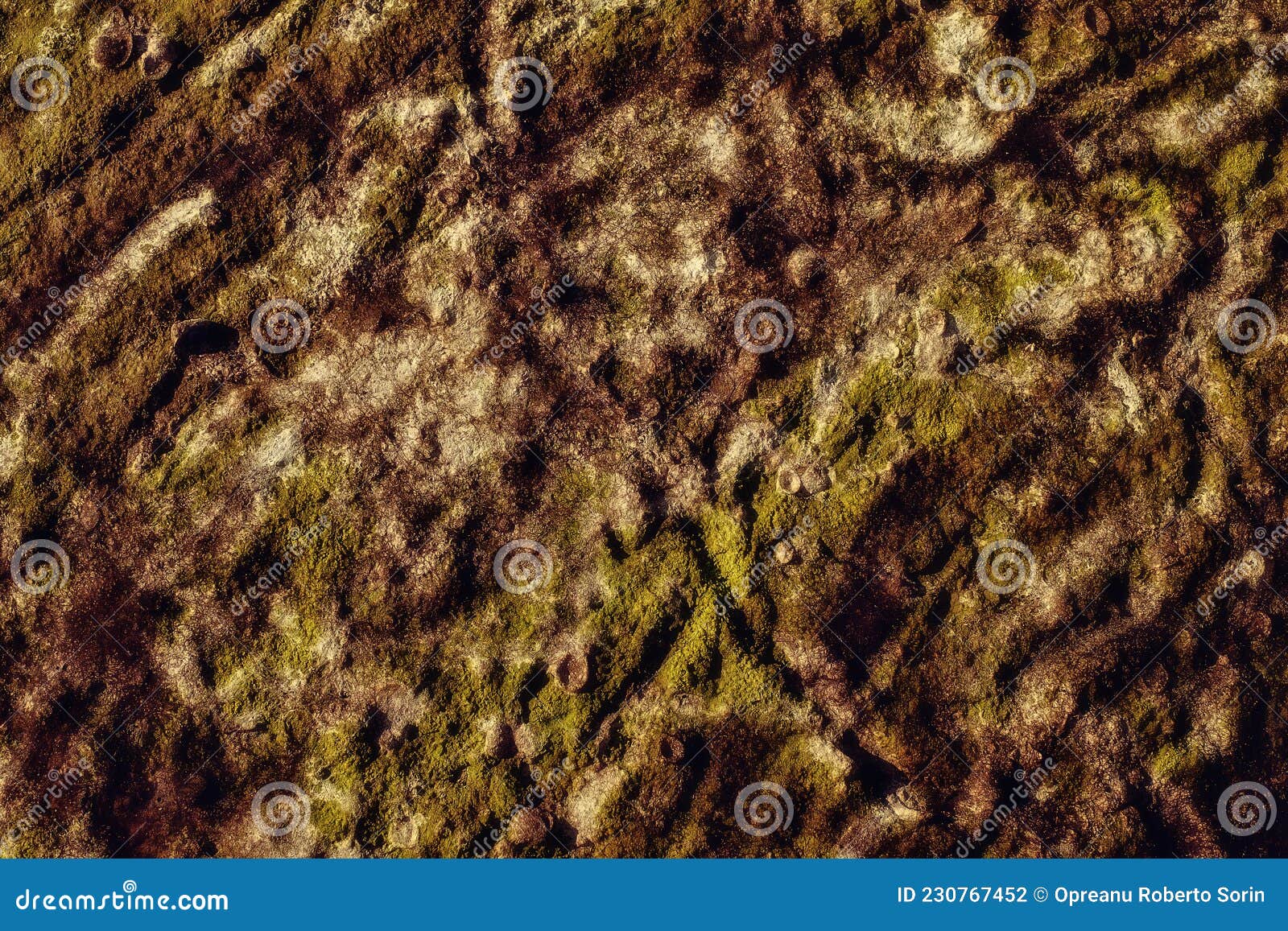 Algae Texture Royalty-Free Stock Photo | CartoonDealer.com #91819395