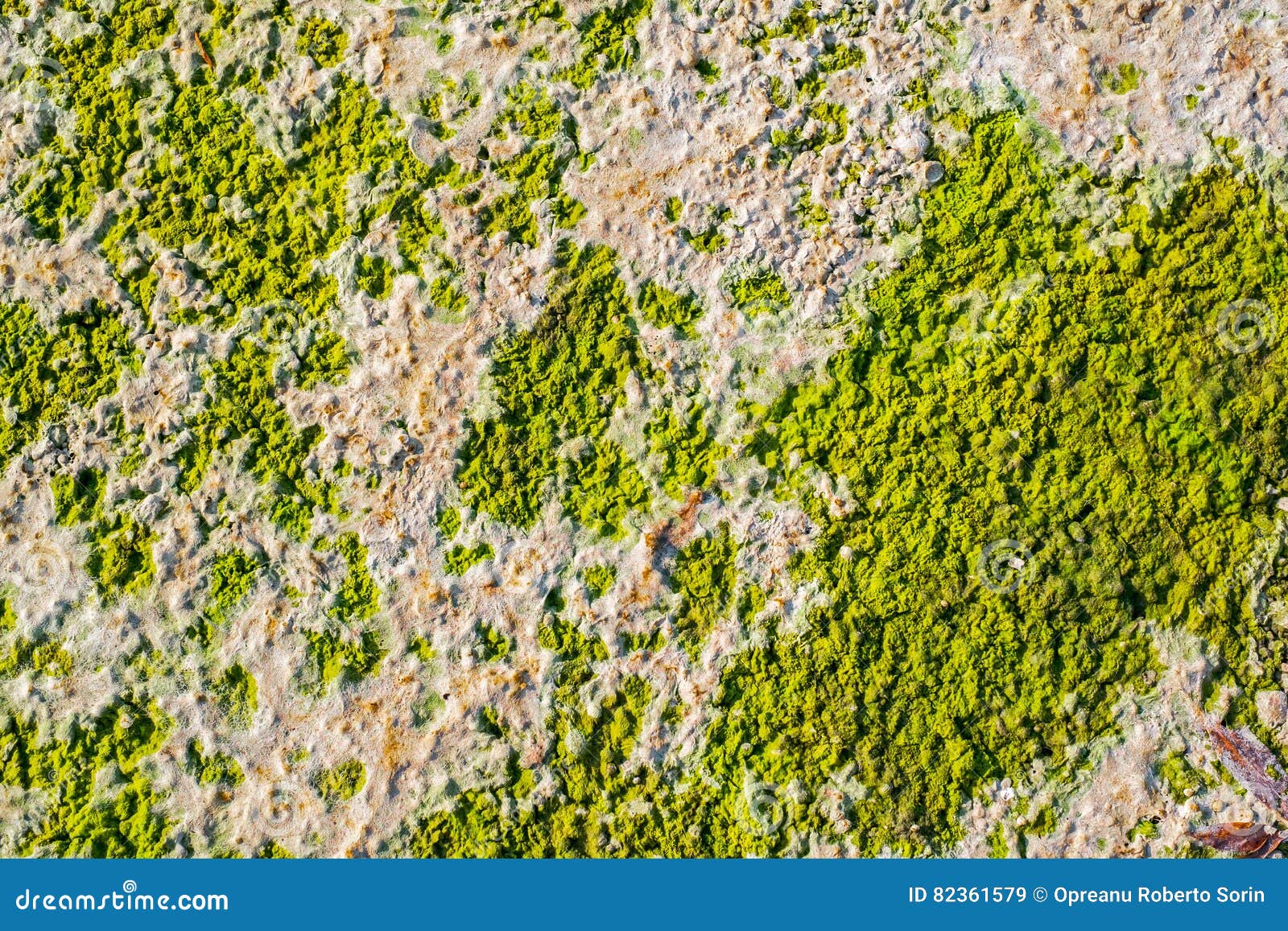 Algae Texture on Sand Beach Stock Image - Image of coastal, plant: 82361579