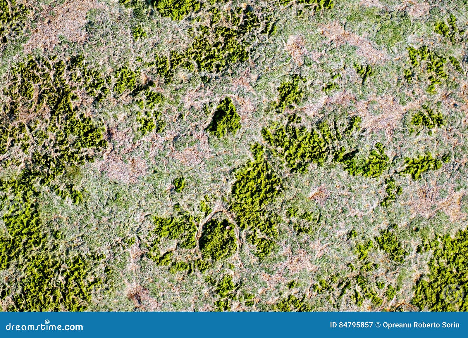 Algae Texture Royalty-Free Stock Photo | CartoonDealer.com #91819395