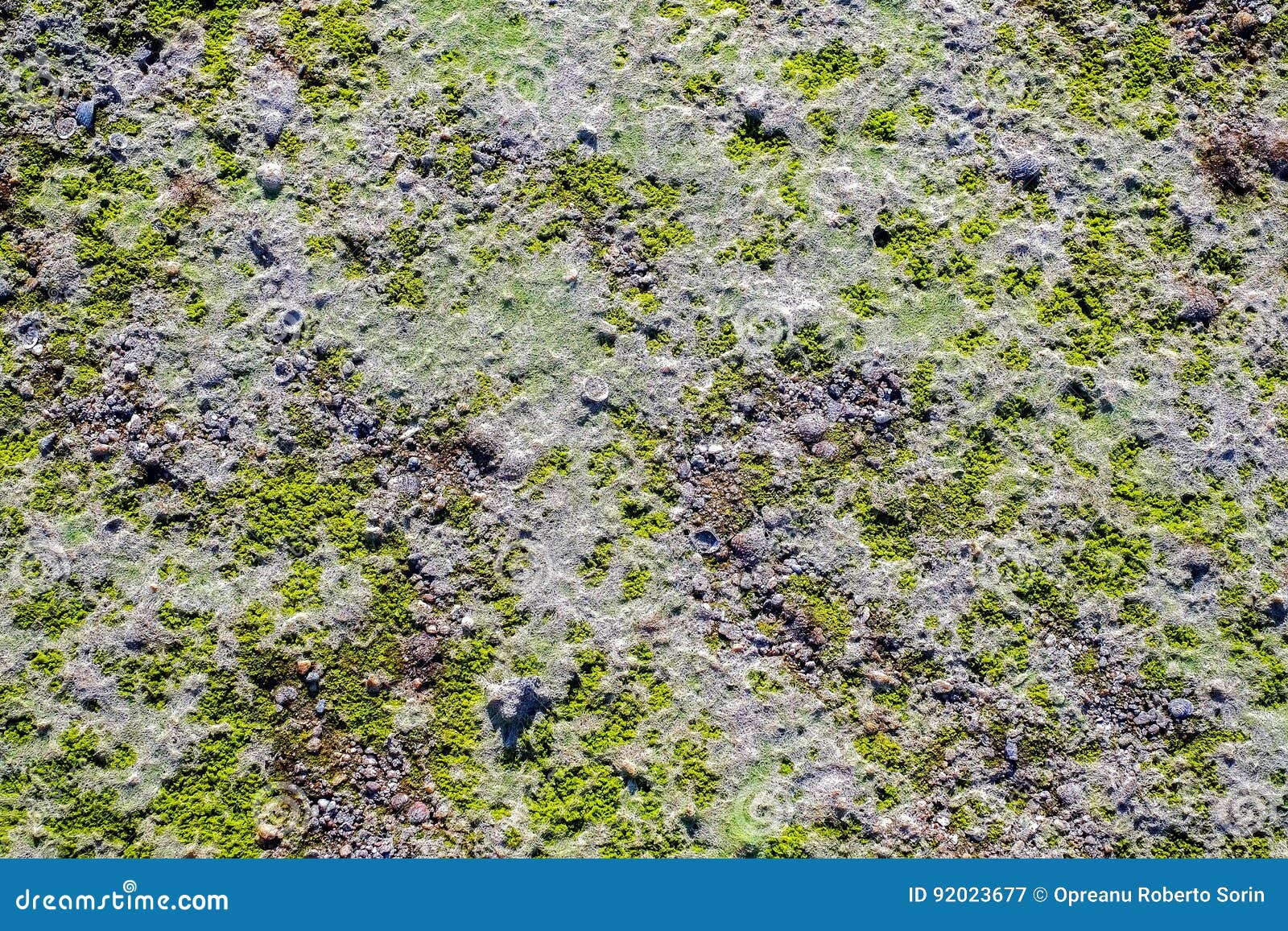Algae Texture on Sand Beach Stock Image - Image of seaweed, marine ...