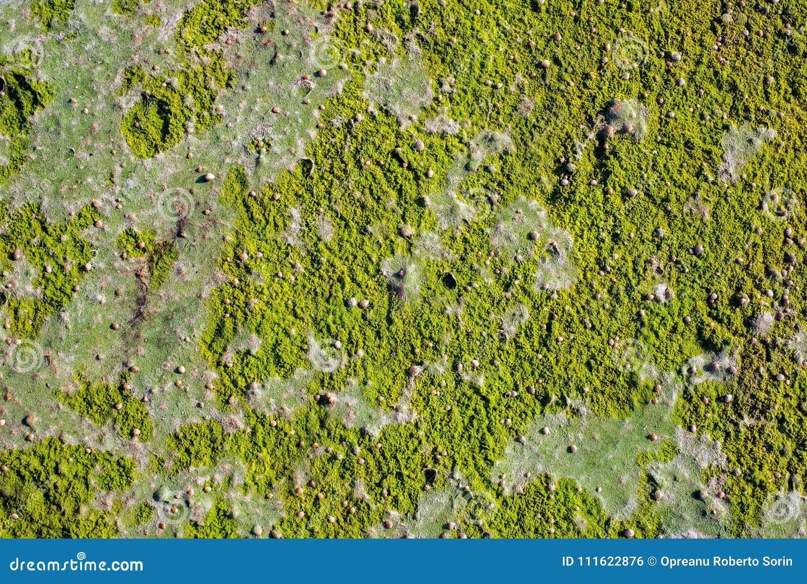 Algae Texture Royalty-Free Stock Photo | CartoonDealer.com #91819395