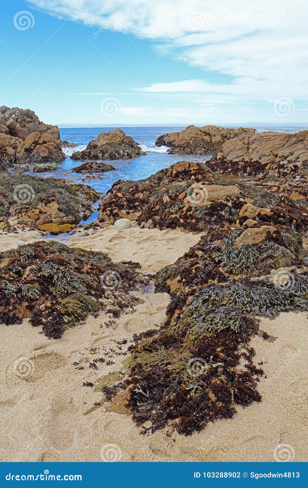 Algae and Tide Pools at Asilomar State Beach Vertical Stock Photo ...