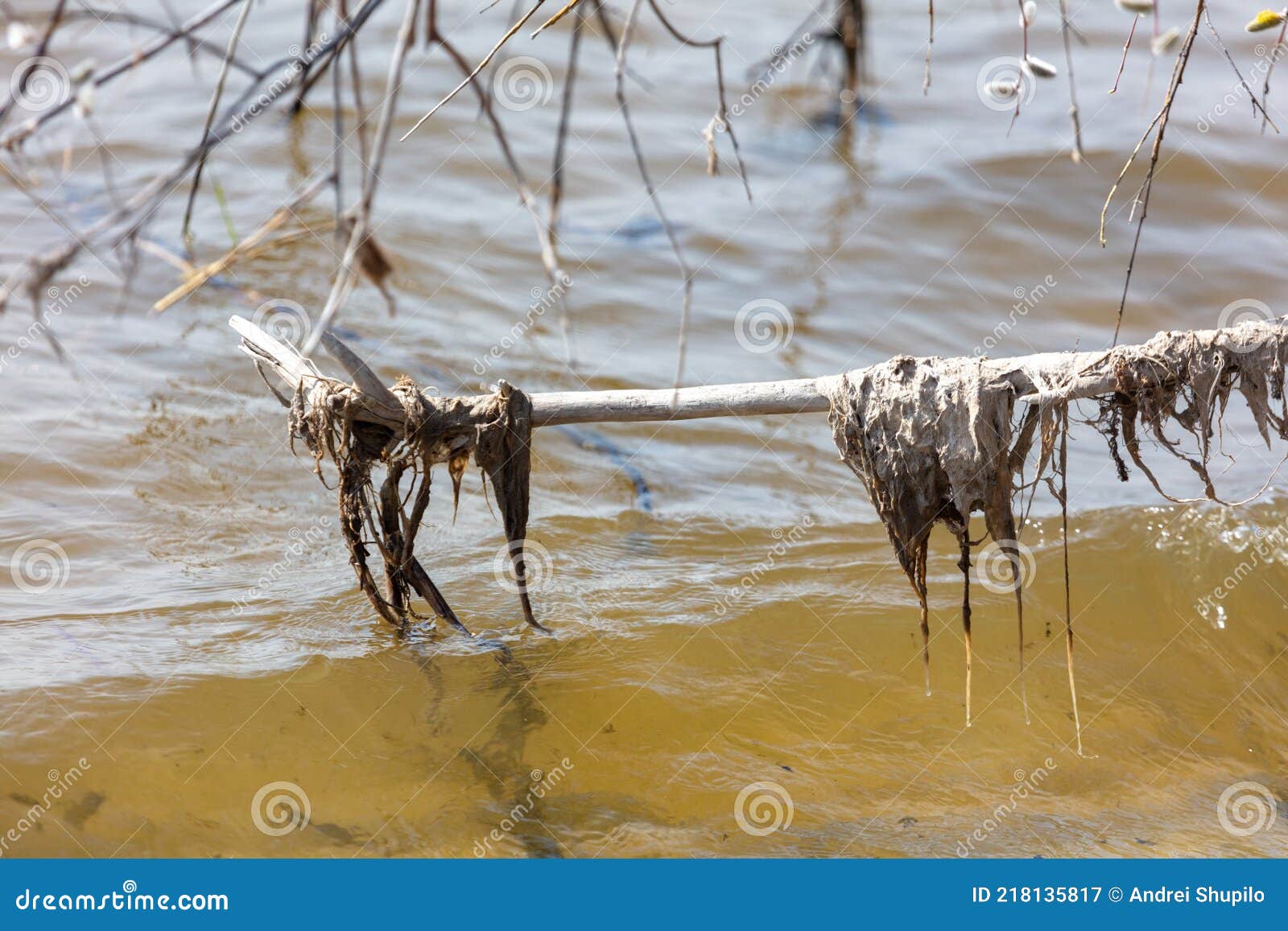 Algae on a Tree Branch in the Water Stock Image - Image of mineral ...