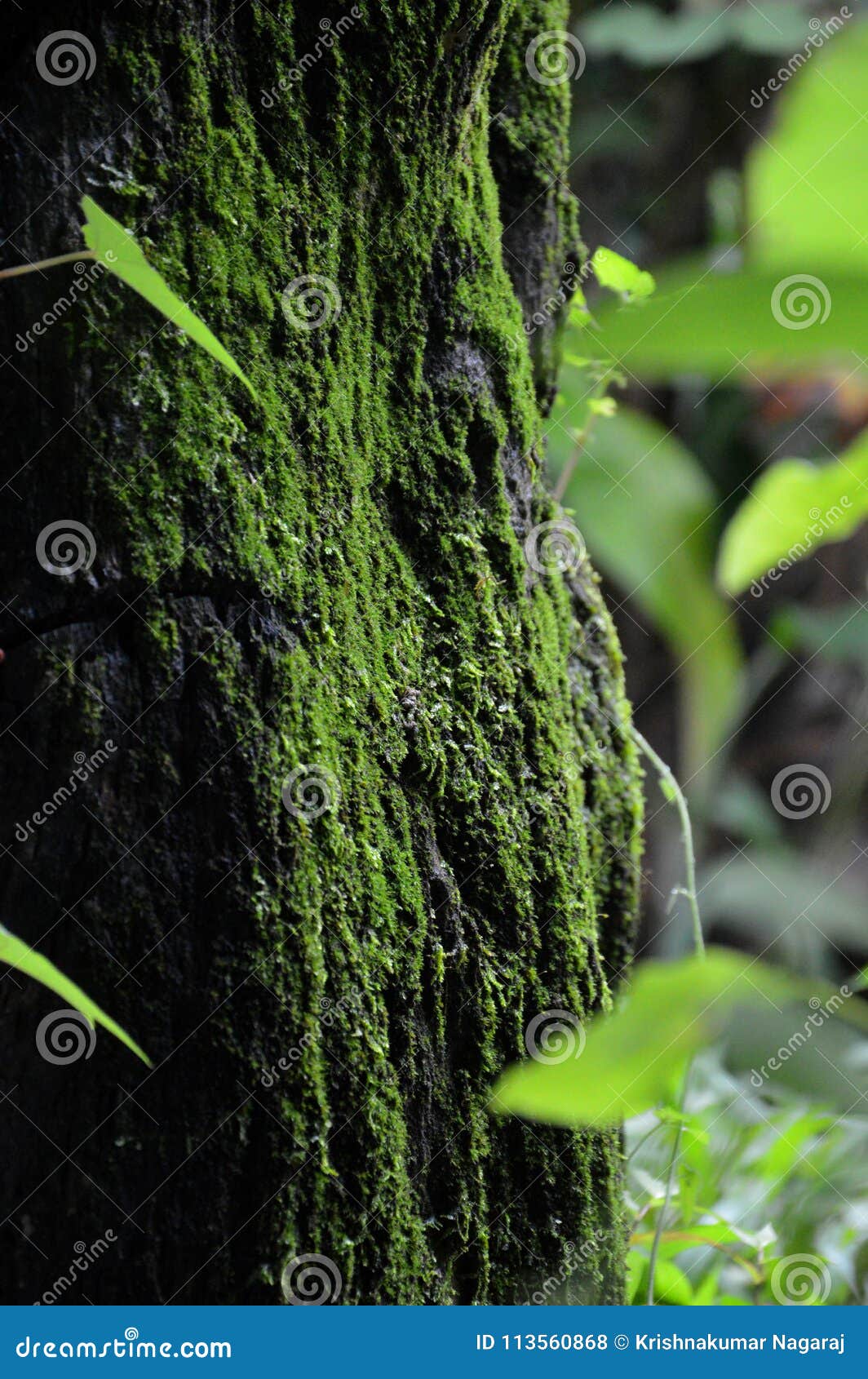 Algae on tree stock photo. Image of fungi, flora, beautiful - 113560868