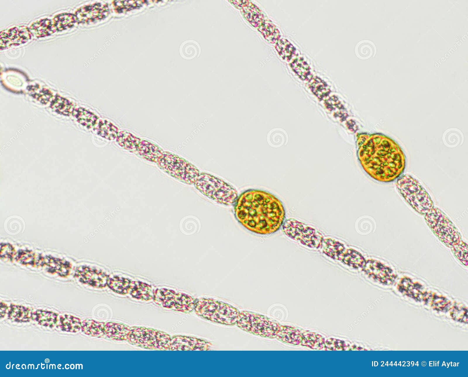 Red Algae Under The Microscope Stock Image | CartoonDealer.com #194441113