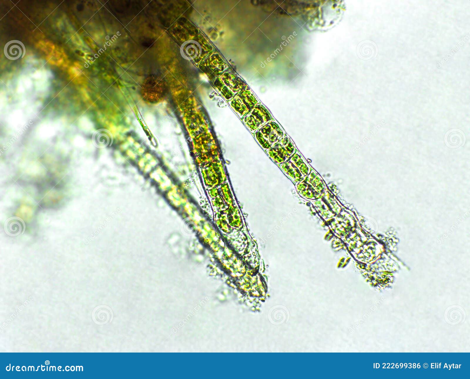 Algae Under Microscopic View Stock Photo - Image of environmental ...