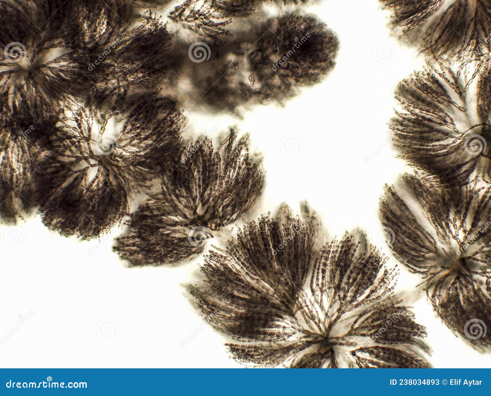 Red Algae Microscope