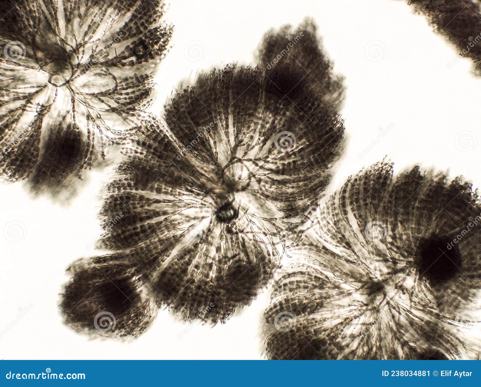 Microscopic Red Algae