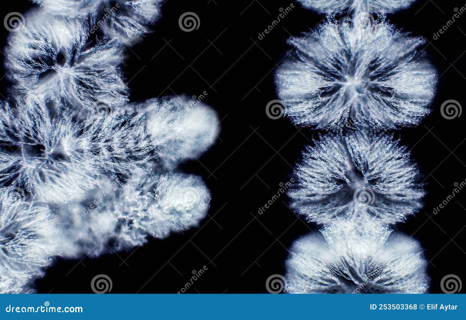 Algae Under Microscopic View, Freshwater Red Algae on Black Background ...