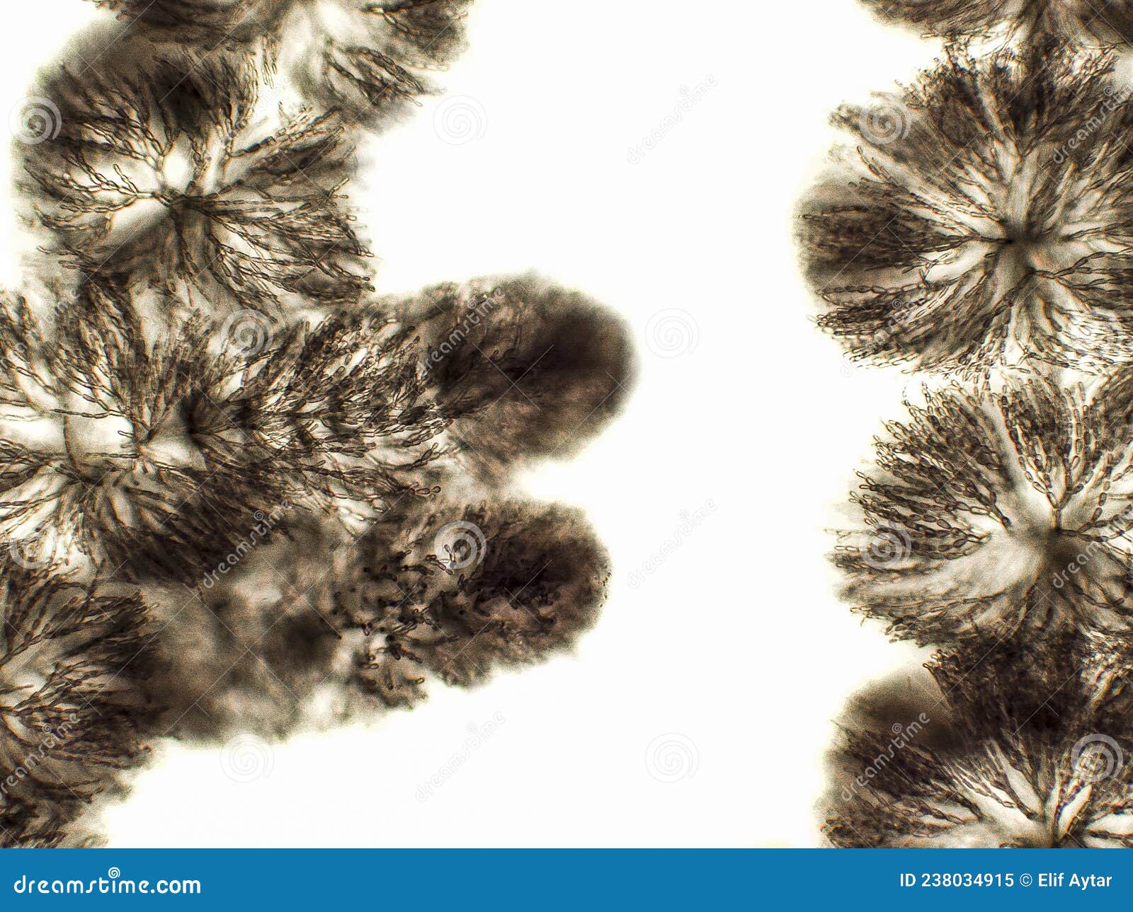 Algae Under Microscopic View, Freshwater Red Algae, Rhodophyta ...