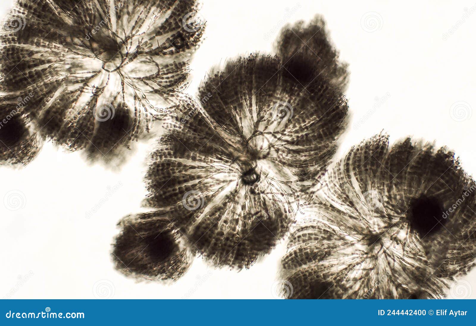 Algae Under Microscopic View, Freshwater Red Algae, Rhodophyta ...