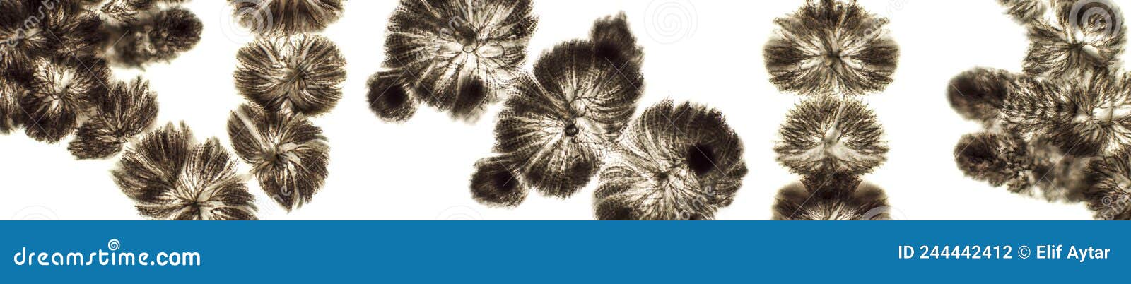 Algae Under Microscopic View, Freshwater Red Algae, Rhodophyta ...