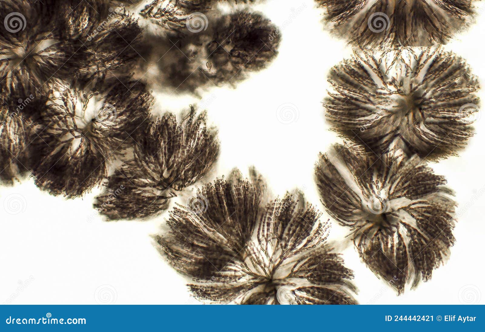 Red Algae Under The Microscope Royalty-Free Stock Photo | CartoonDealer ...