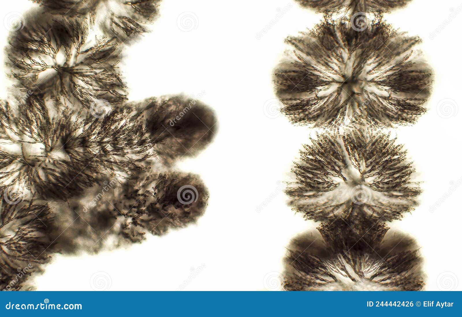 Algae Under Microscopic View, Freshwater Red Algae, Rhodophyta ...