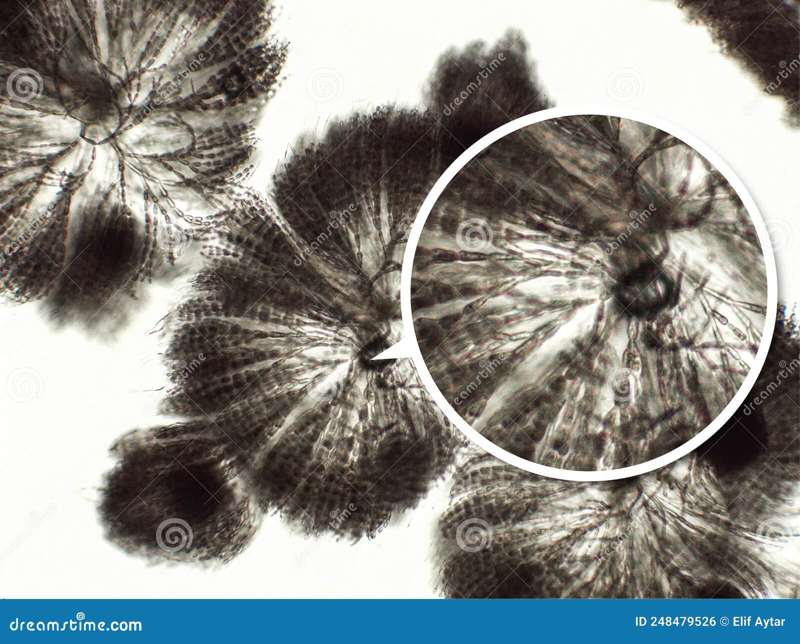 Algae Under Microscopic View, Freshwater Red Algae, Rhodophyta ...