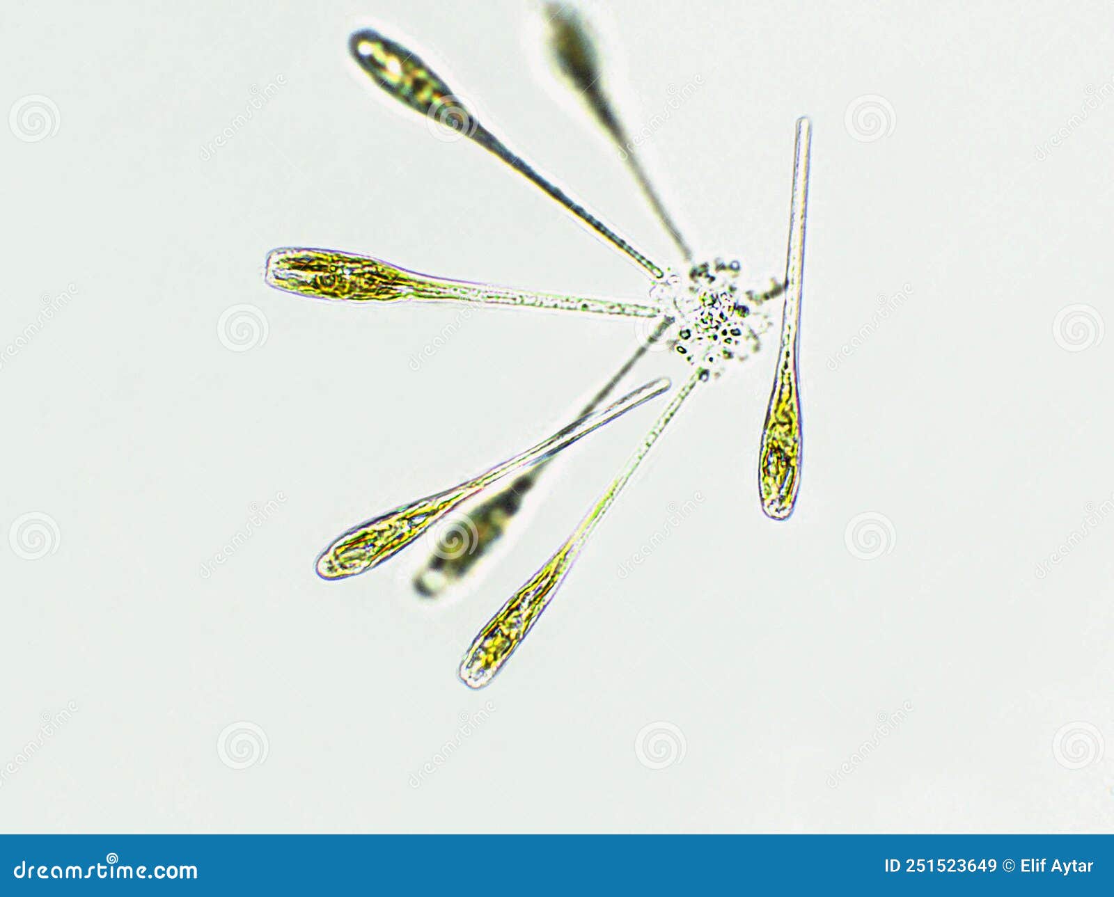 Algae Under Microscopic View, Phytoplankton, Fossils, Silica Stock ...