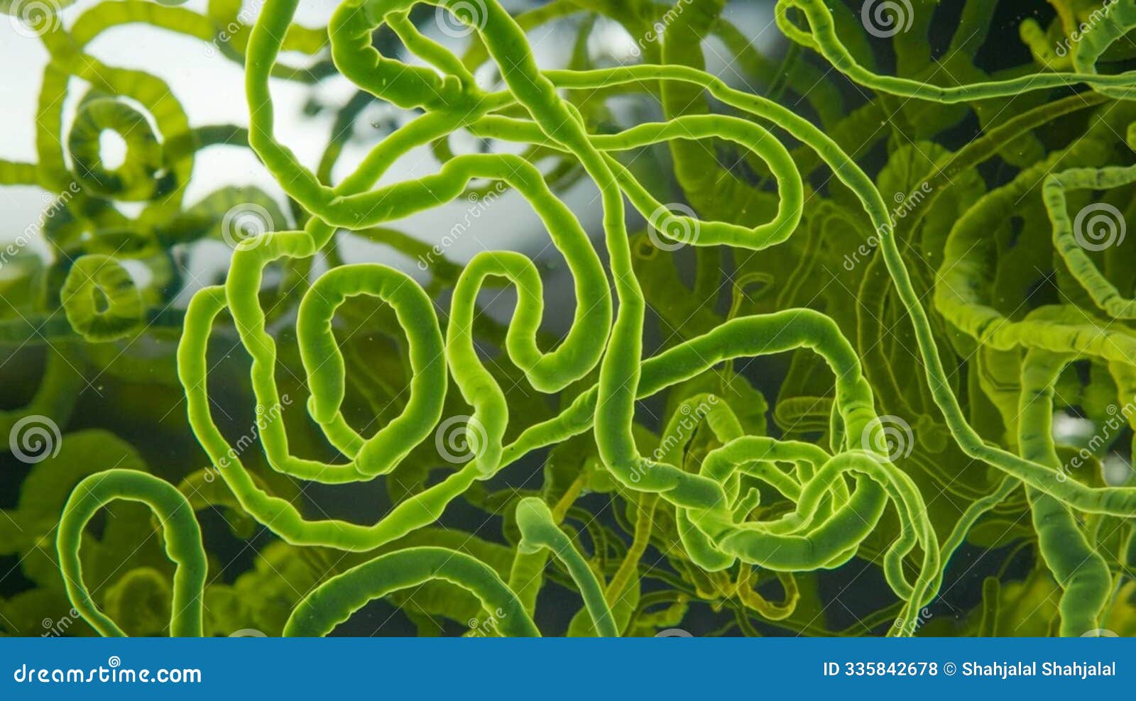 Algae Under Microscopic View with Visible Cells. Stock Photo - Image of ...