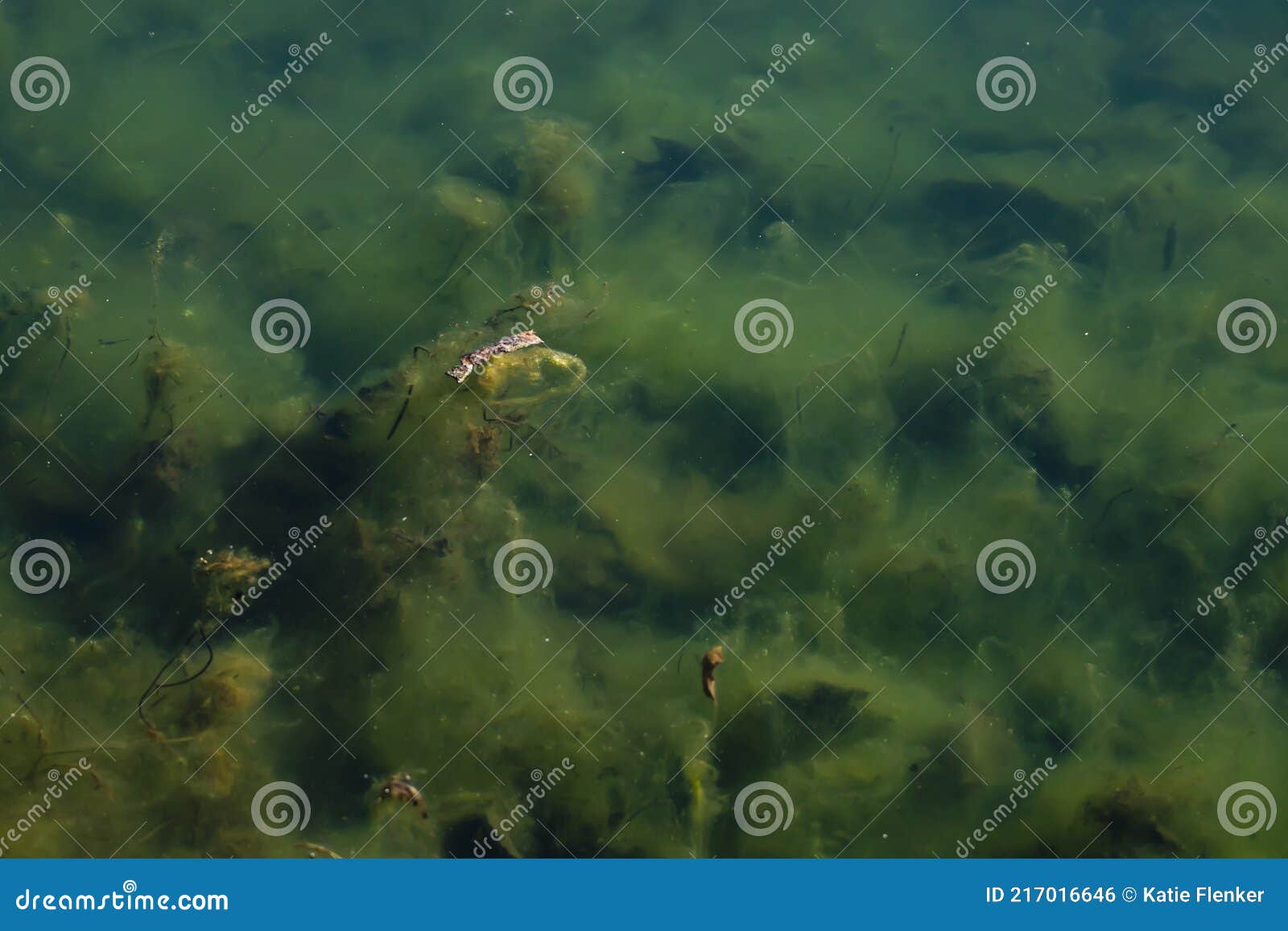 Algae Under the Surface of the Water Stock Photo - Image of surface ...