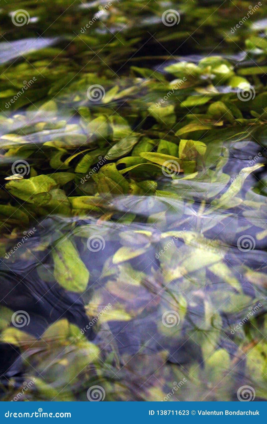 Algae Under the Surface of the Water Stock Image - Image of color ...