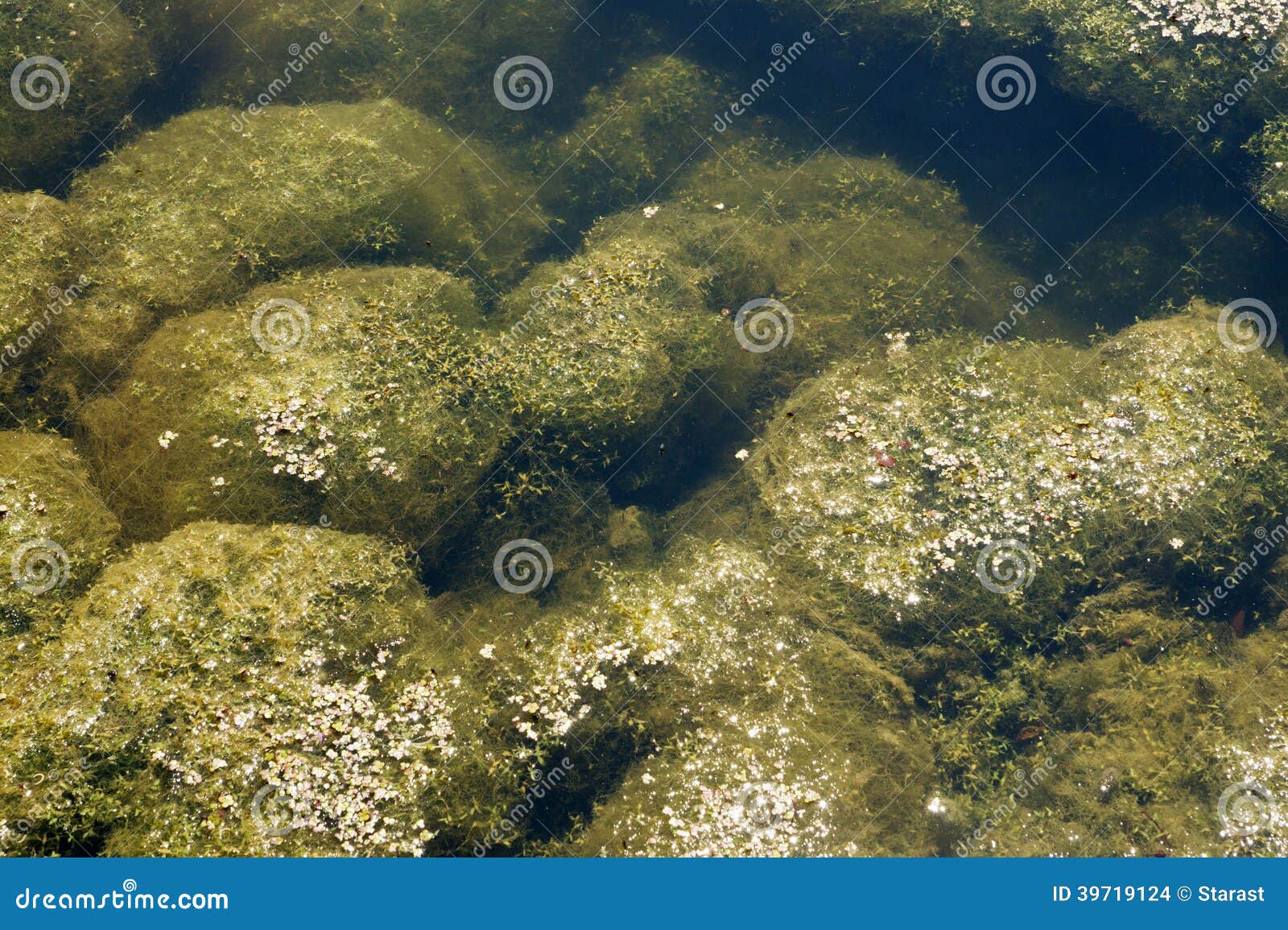 Algae under water stock photo. Image of closeup, refraction - 39719124
