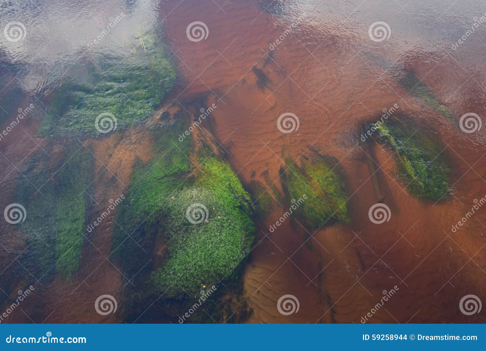 Algae under water. stock photo. Image of nature, water - 59258944