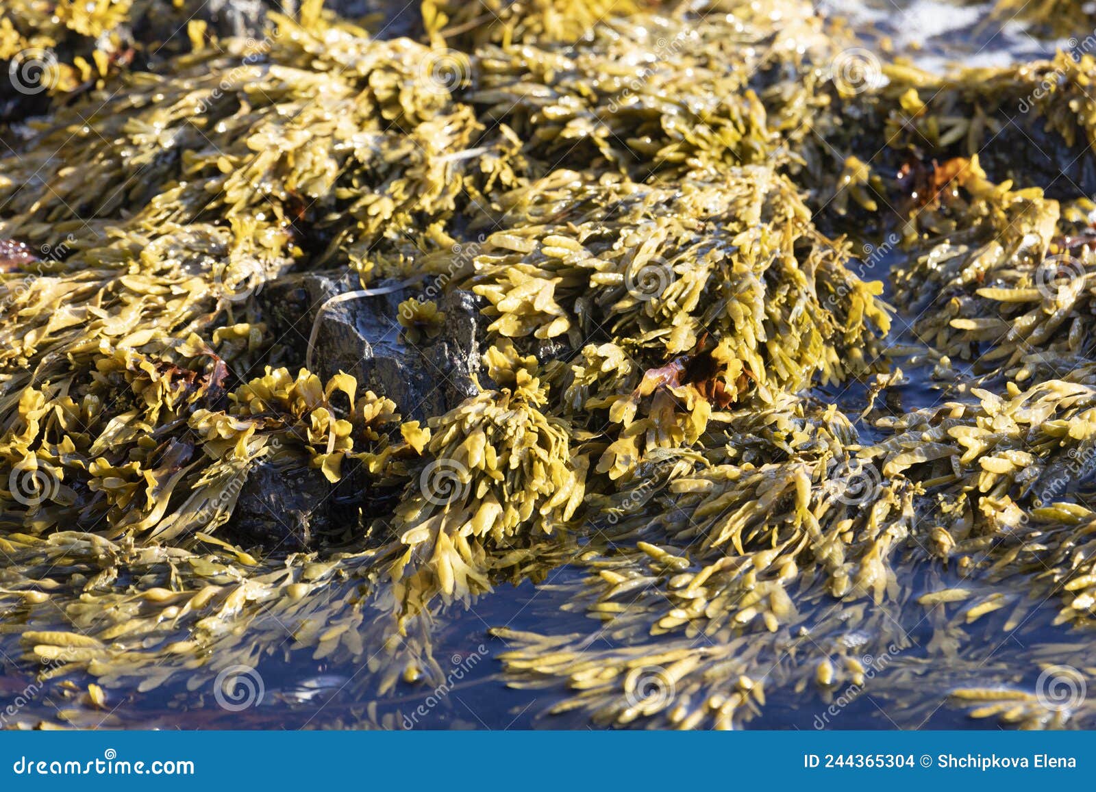 Red Algae Under The Microscope Stock Image | CartoonDealer.com #194441113