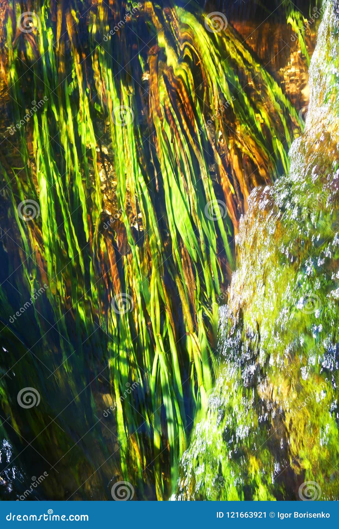 Algae Under Water Top View in River Fast Flow Stock Image - Image of ...