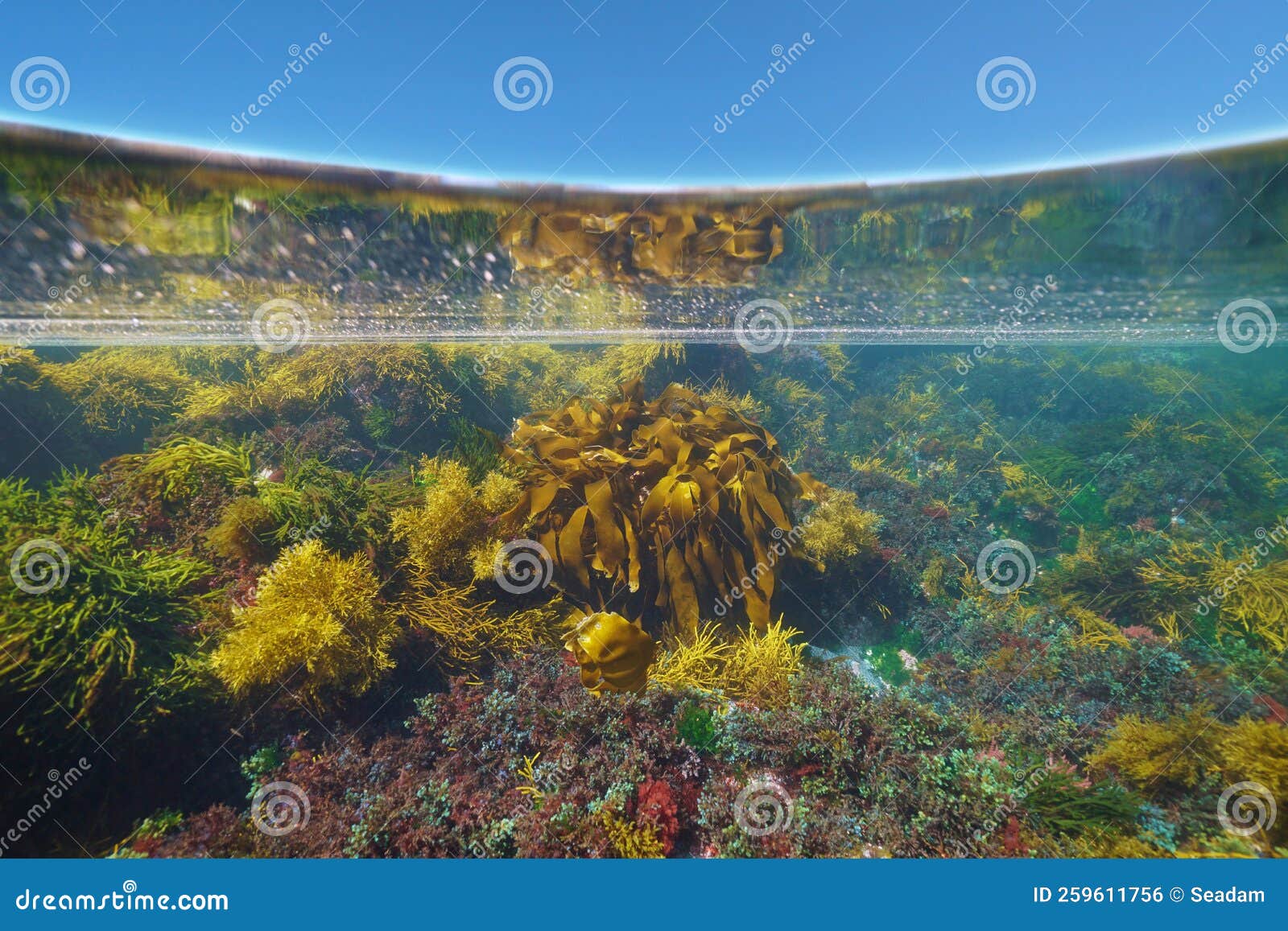 Algae Underwater in the Ocean and Blue Sky Over Water Surface Atlantic ...