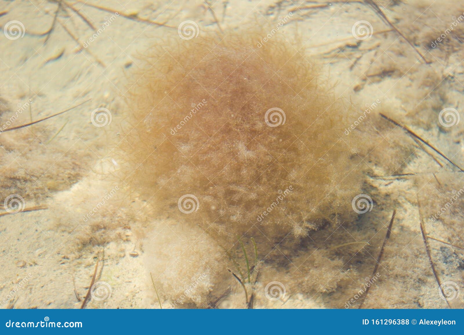 Algae Underwater in Shallow Water, Texture Underwater World Stock Photo ...