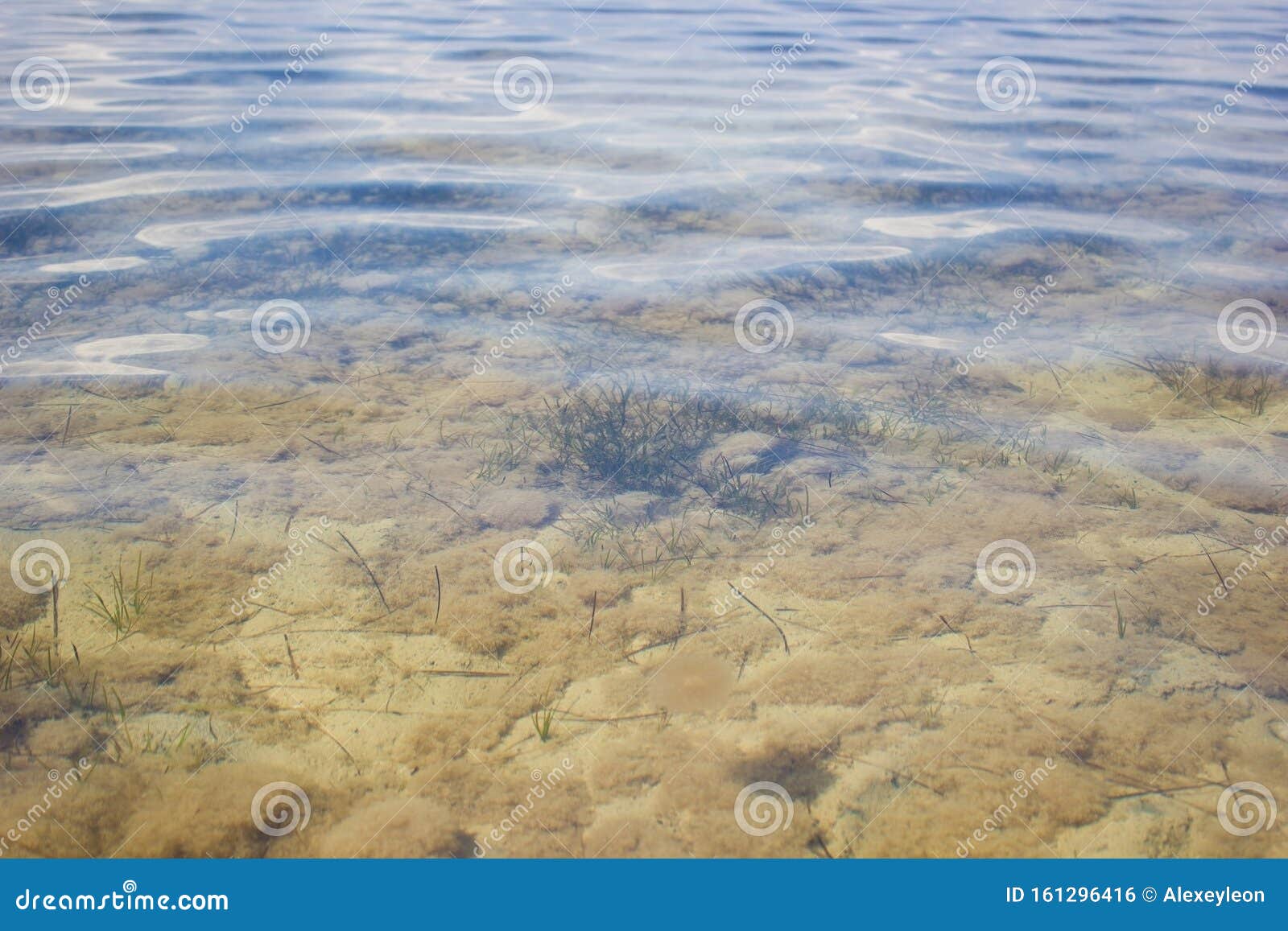 Algae Underwater in Shallow Water, Texture Underwater World Stock Photo ...