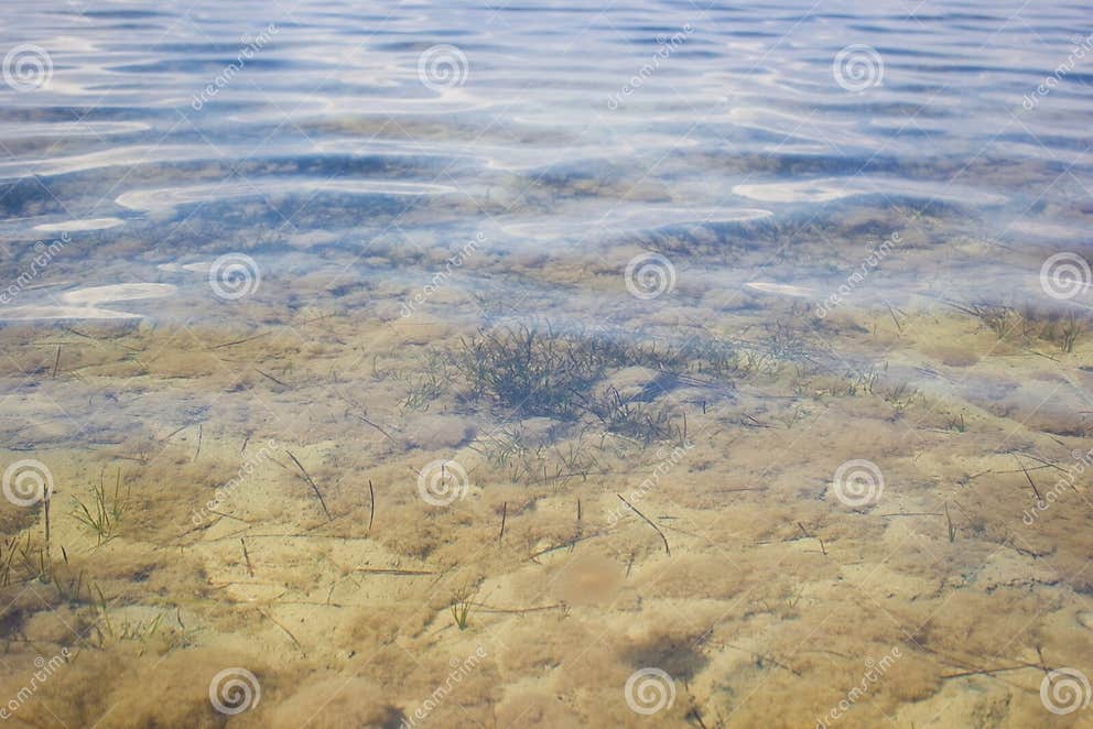 Algae Underwater in Shallow Water, Texture Underwater World Stock Photo ...
