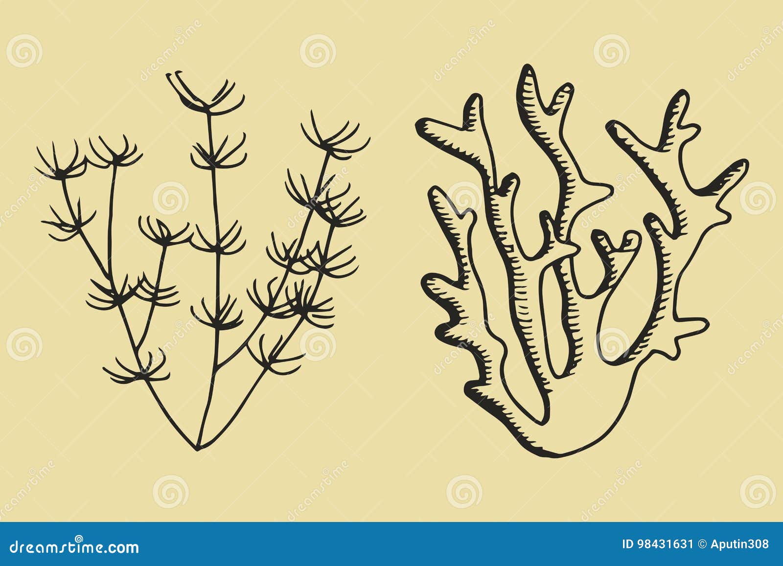 Algae Vector Sketch. Hand Drawing Illustration Stock Vector ...