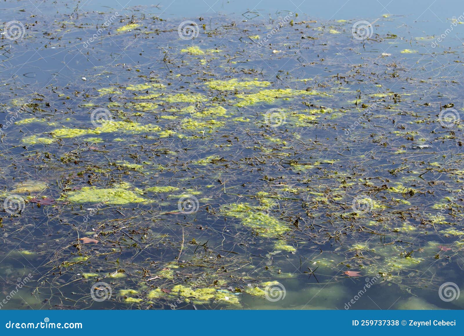 Biological Water Pollution
