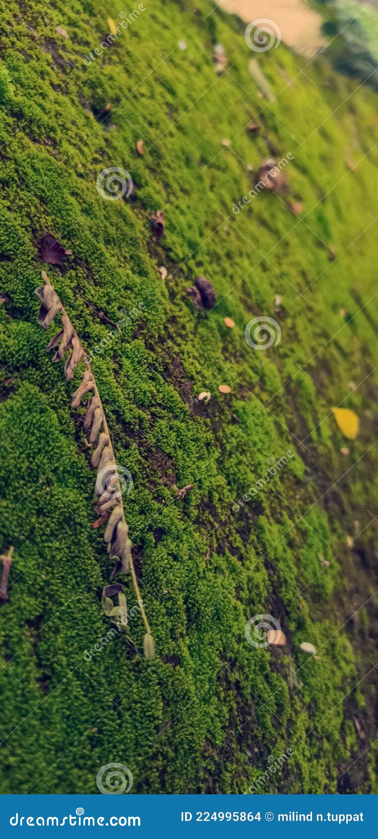 Algae on the wall. stock photo. Image of special, algae - 224995864