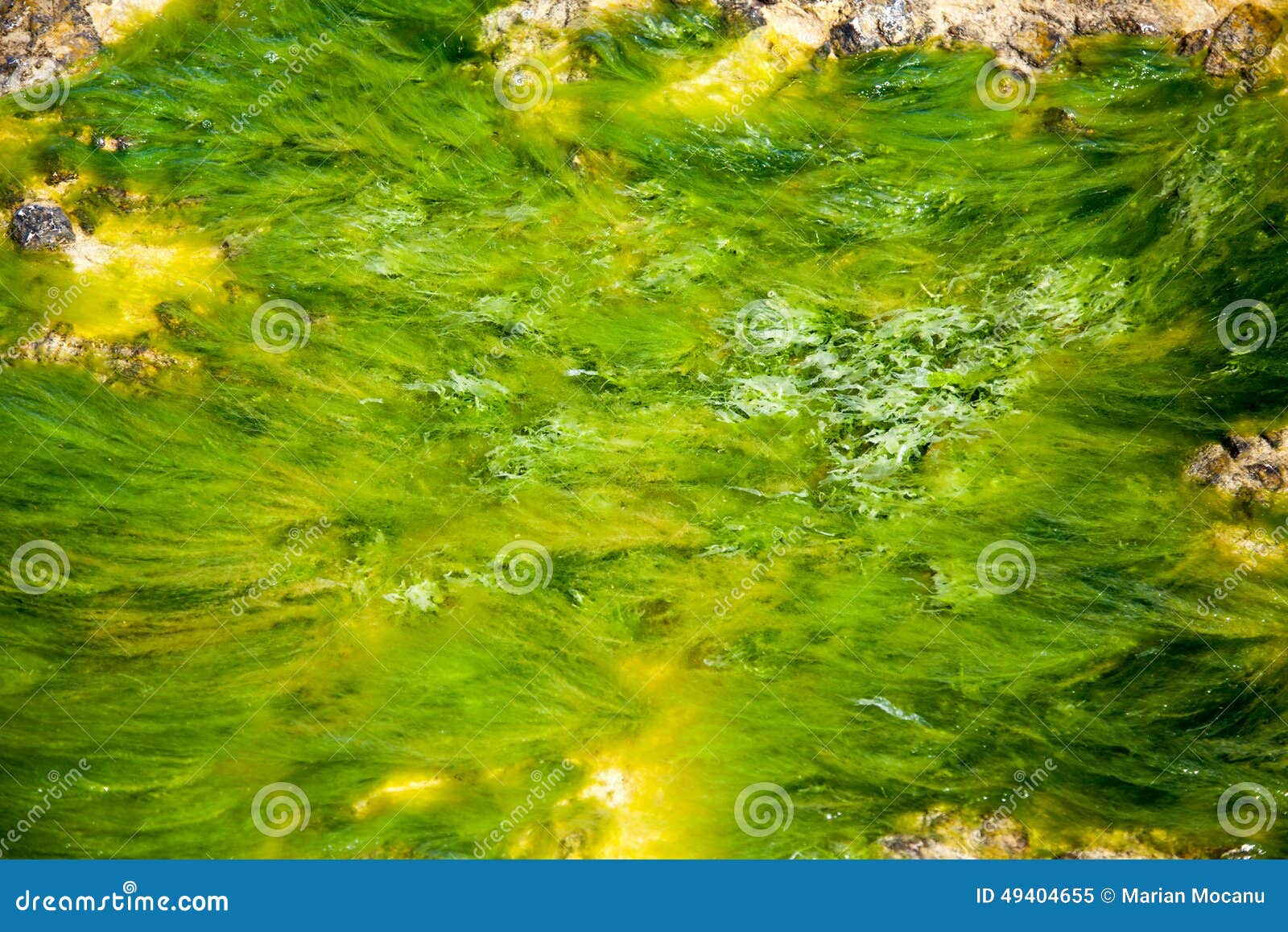 Algae in water stock image. Image of flexibility, closeup - 49404655