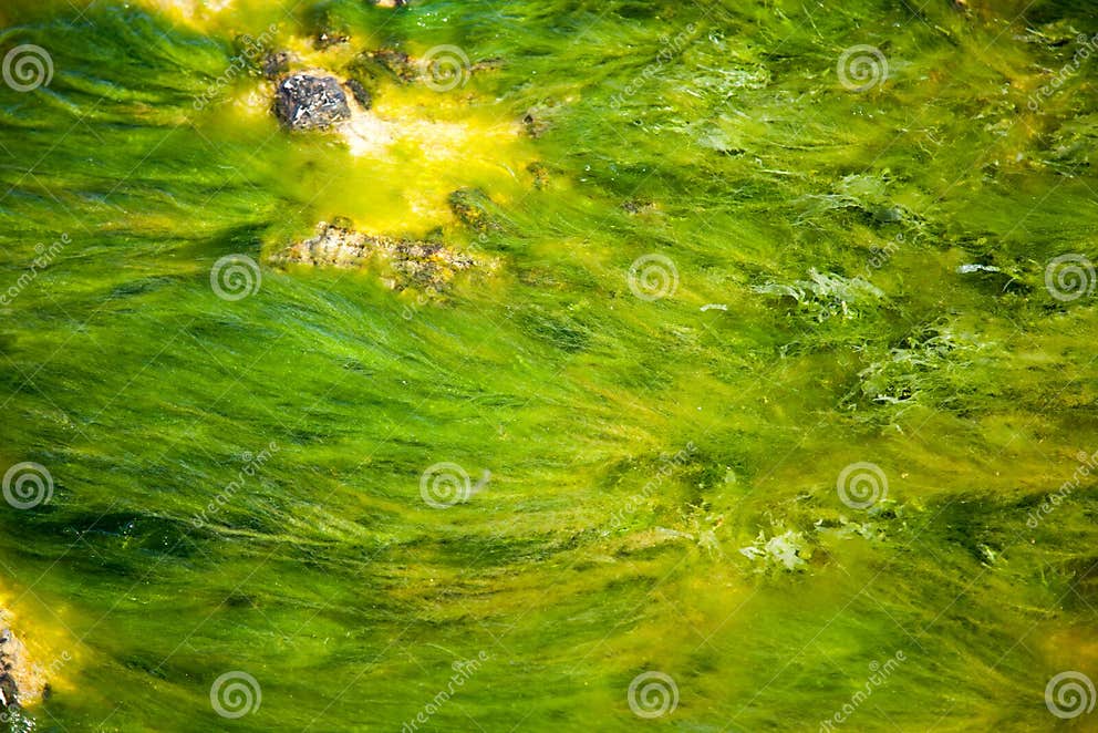 Algae in water stock photo. Image of candid, nature, detail - 64726650