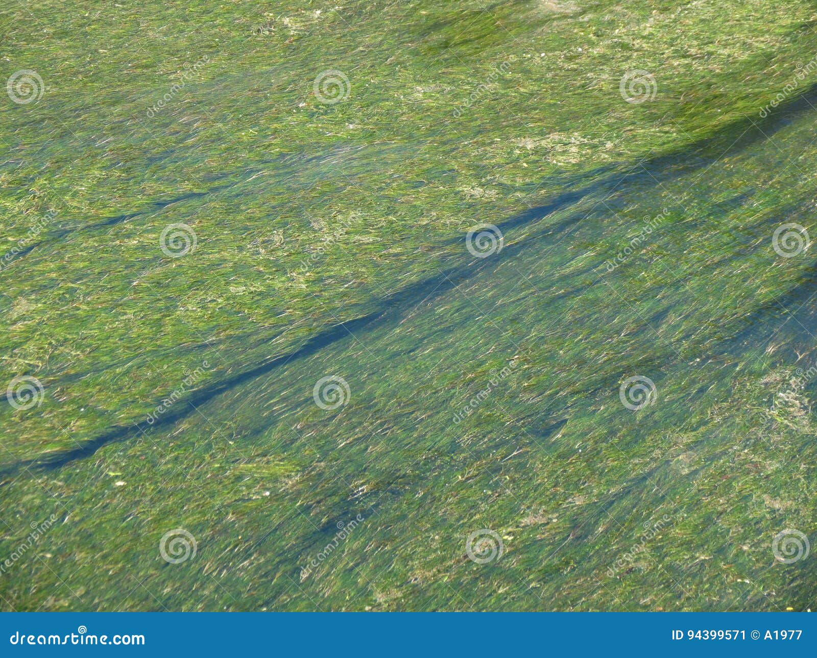 Algae in water stock image. Image of fluid, nature, detail - 94399571