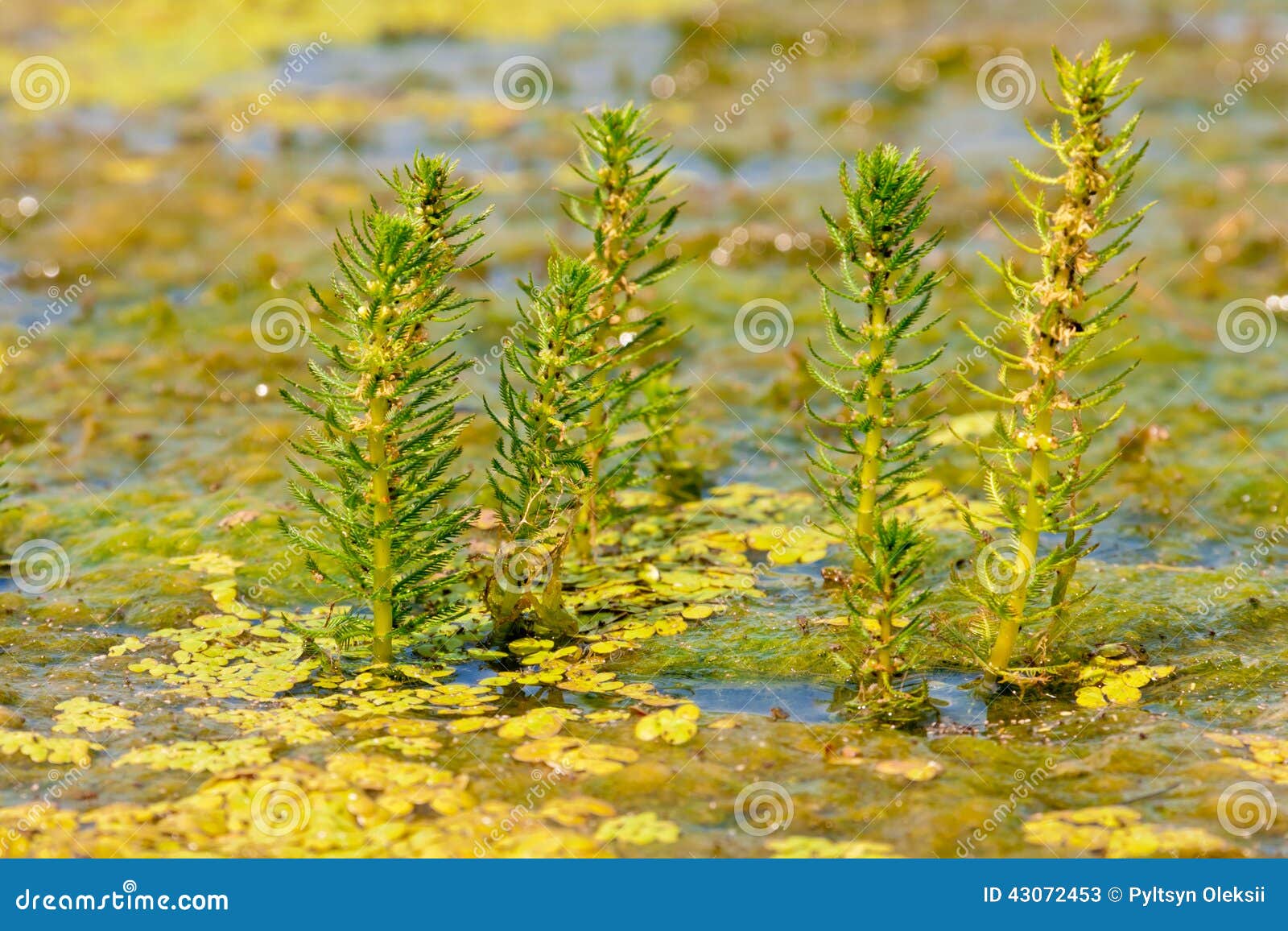 Algae in water stock image. Image of river, nature, vegetation - 43072453