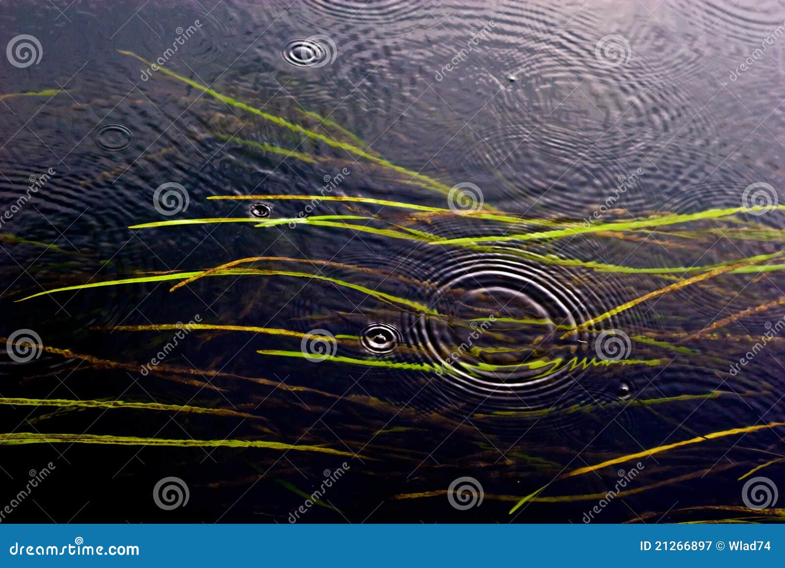 Algae In The Water And The First Drops Of Rain Stock Image - Image of ...