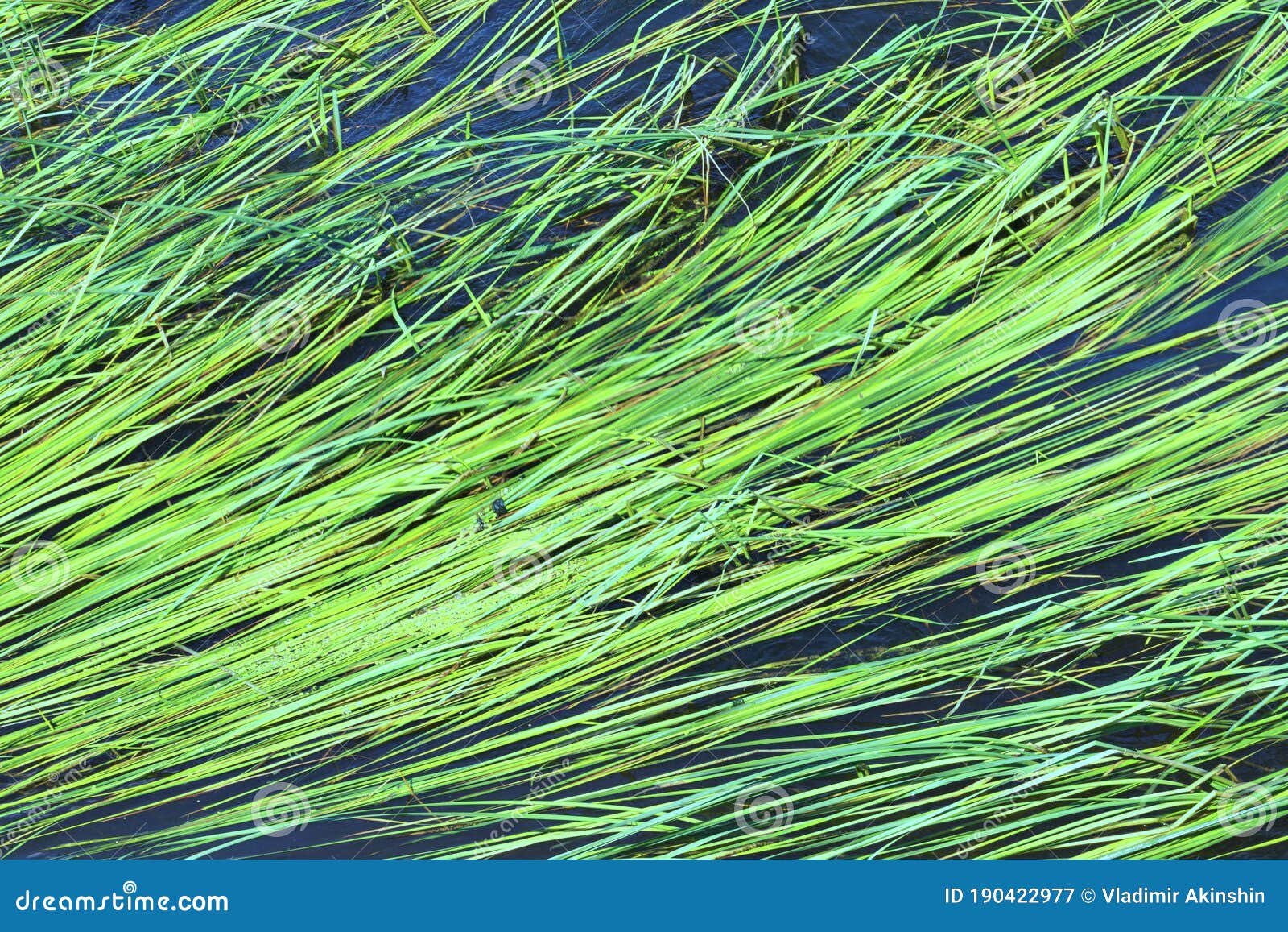 Green Algae and Leaves Float on the Water. Stock Image - Image of ...
